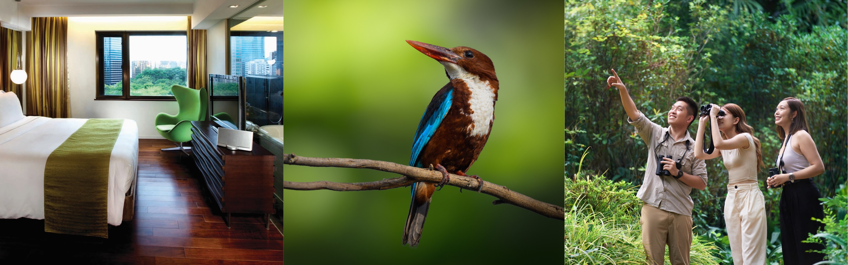 Nature Discovery Bird-watching Walks at Kowloon Park | The Mira Hong Kong